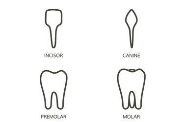 Tooth Incisor Drawing Vector Images (over 100)