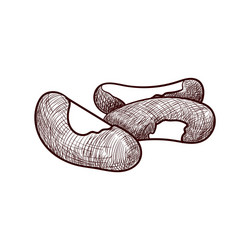 Raw kombu algae - edible seaweed drawing isolated Vector Image