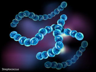 Streptococcus Pneumoniae Vector Images (over 1,000)