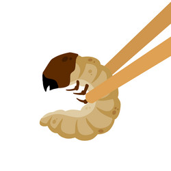 Edible larva eating caterpillar with chopsticks Vector Image