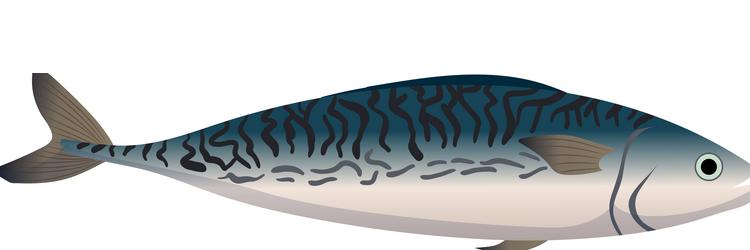 Mackerel Cartoon Vector Images (over 540)