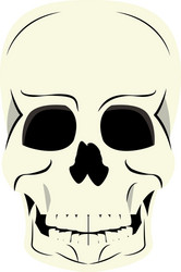 Human skull cartoon Royalty Free Vector Image - VectorStock