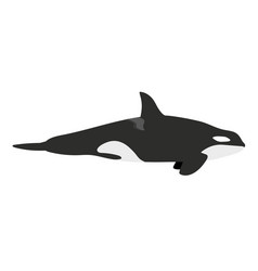 Orcinus orca - killer whale - type b1 male Vector Image