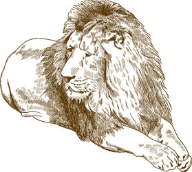 Engraving young lion Royalty Free Vector Image