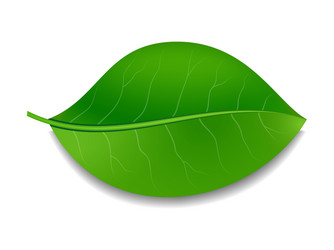 Leaf Vector Images (over 2 million)