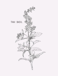 Thai Vector Images (over 39,000)