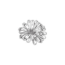 Pencil sketch of calendula branch Royalty Free Vector Image