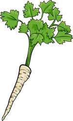 Parsley Vector Images (over 12,000)