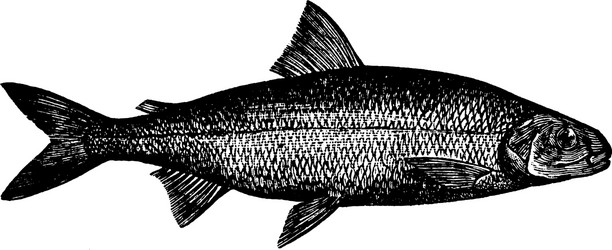 Shad Vector Images (over 140)