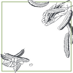 Sketch winged beans Royalty Free Vector Image - VectorStock