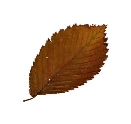 Elm Leaf Vector Images (over 2,000)