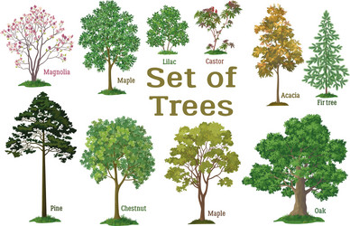 Realistic tree with leaves Royalty Free Vector Image