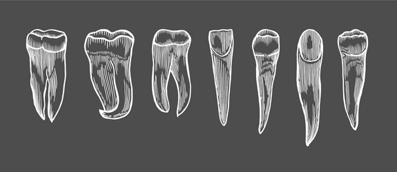 Engraving vintage tooth Royalty Free Vector Image