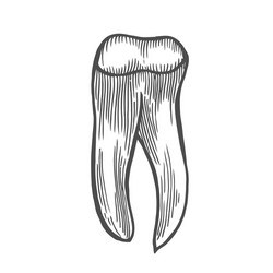 Human tooth isolated Royalty Free Vector Image