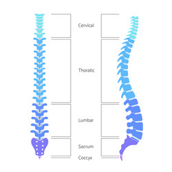 Human spine with name and description Royalty Free Vector