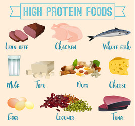 Variety of protein foods Royalty Free Vector Image