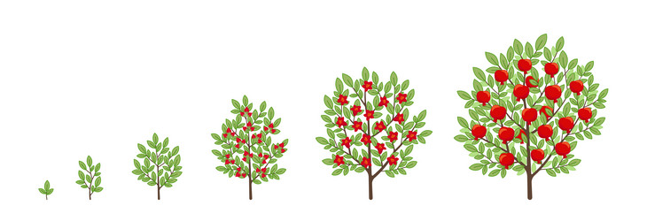 Apple tree growth stages fruit life cycle Vector Image
