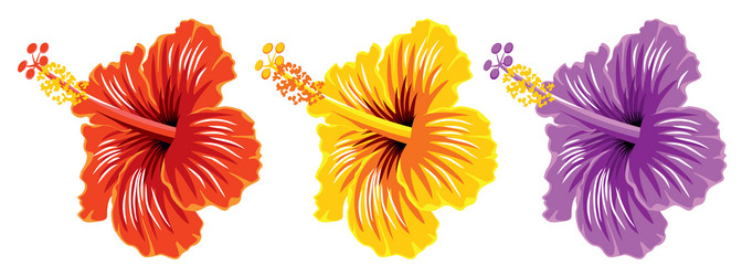 Hibiscus Vector Images (over 22,000)