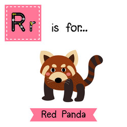 Letter r vocabulary standing red panda with bamboo