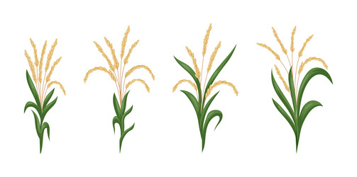 Paddy Plant Vector Images (over 1,400)