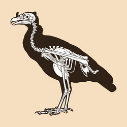 Hawk Skeleton Vector Images (over 130)