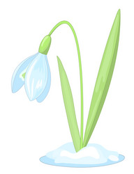 Snowdrop Vector Images (over 4,500)
