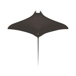 Mobula rochebrunei - east atlantic pygmy devil ray