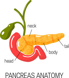 Healthy pancreas concept Royalty Free Vector Image