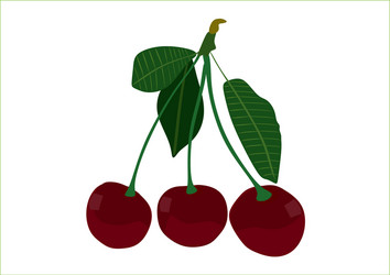 Sour Cherry Vector Images (over 1,600)
