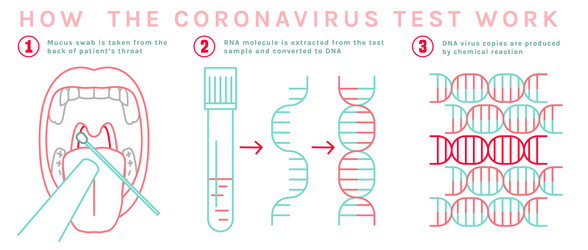 Coronavirus test infographic icon-03 Royalty Free Vector