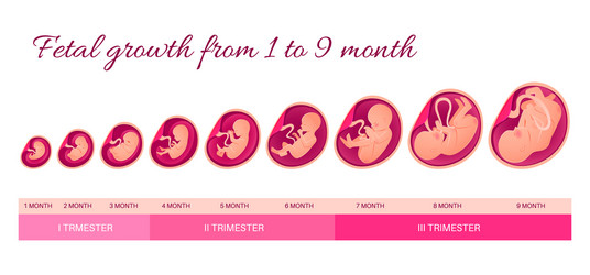 Evolution Pregnancy Vector Images (over 270)