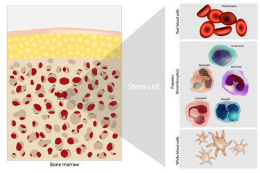 Scientific medical stem cell applications Vector Image