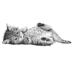 Cat Side View Vector Images (over 750)