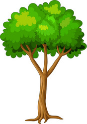 A tall tree Royalty Free Vector Image - VectorStock