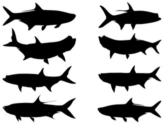 Sportfishing Vector Images (over 240)