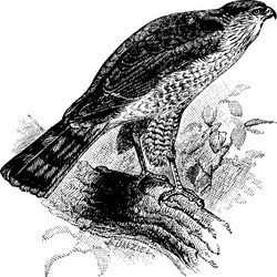 Superficial muscles of a hawk vintage Royalty Free Vector