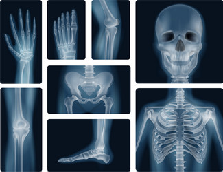 Realistic human skeletal system infographics Vector Image