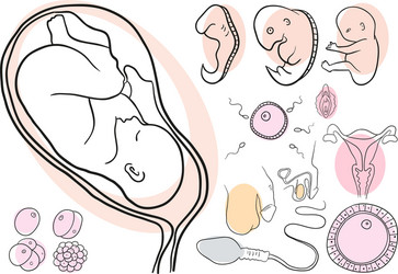 Childbearing Vector Images (over 1,400)