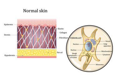 Human skin structure with collagen and elastane Vector Image