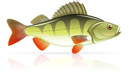 Perch Royalty Free Vector Image - VectorStock