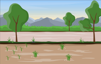 Asian rice field paddy plantation agriculture Vector Image