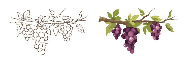 Grape Vine Line Drawing Vector Images (over 950)