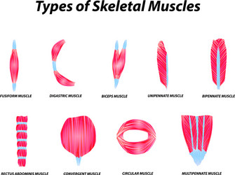 Structure of skeletal muscle digastric muscle Vector Image