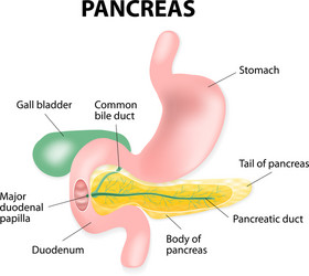 Pancreas anatomy parts composition Royalty Free Vector Image