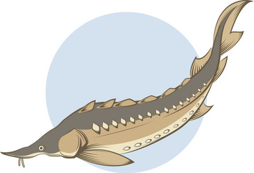 Sturgeon Royalty Free Vector Image - VectorStock