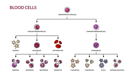 Hematopoiesis diagram human blood cells types Vector Image