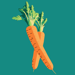 Root vegetable carrots orange colo Royalty Free Vector Image