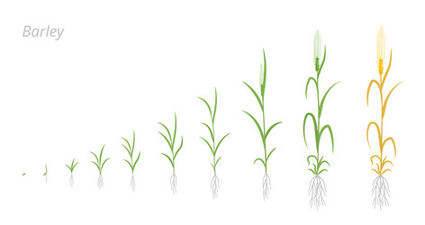 Barley Growth Vector Images (over 5,000)