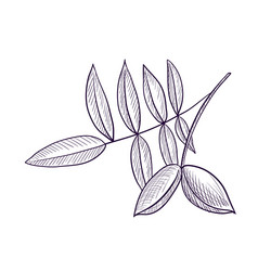 Drawing branch beech tree Royalty Free Vector Image