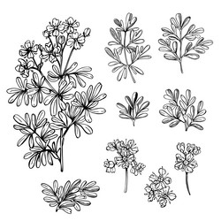 Rue Flower Drawing